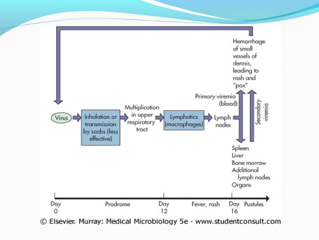 Poxviruses | PPT | Infectious Diseases | Diseases and Conditions