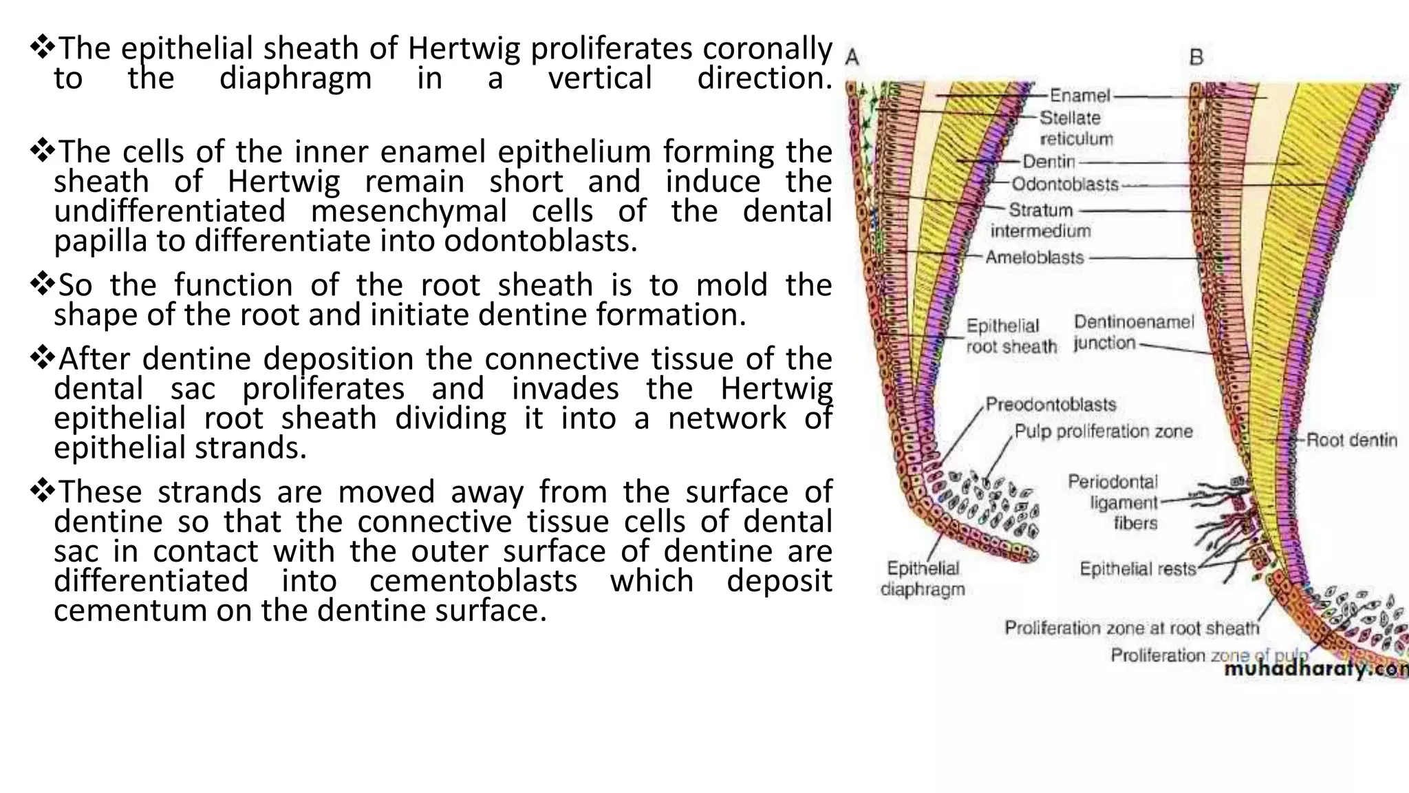Tooth development 2 | PPTX