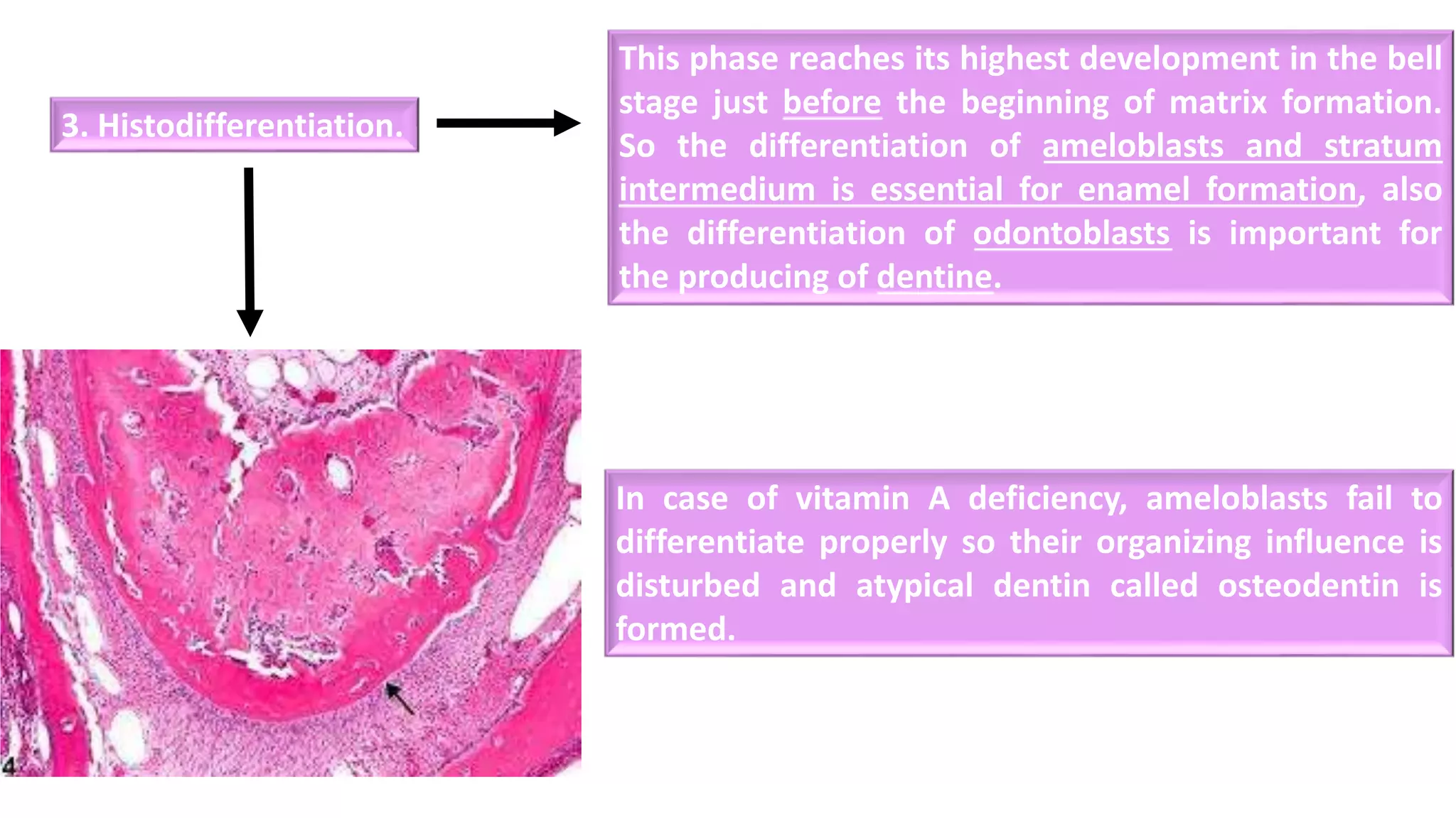 Tooth development 2 | PPTX