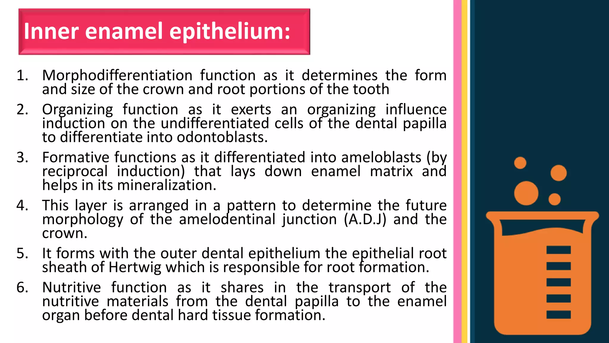 Tooth development 2 | PPTX