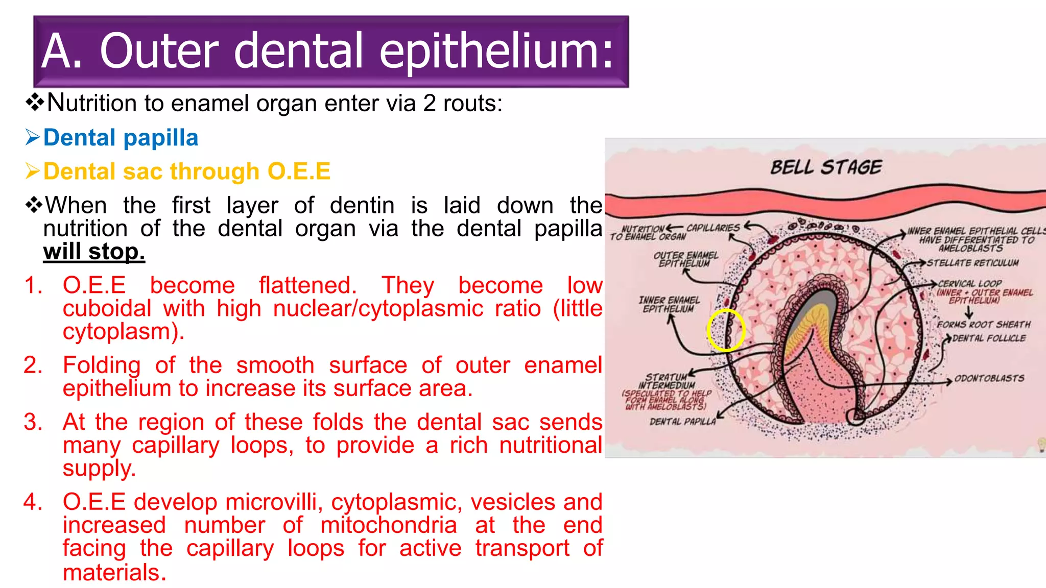 Tooth development 2 | PPTX