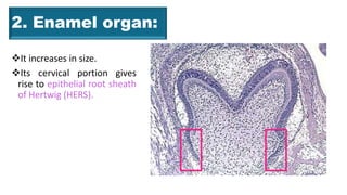 Tooth development 2 | PPTX