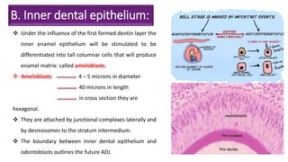 Tooth development 2 | PPTX
