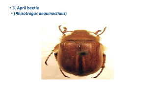 Polyphagius insects of field crops | PPTX