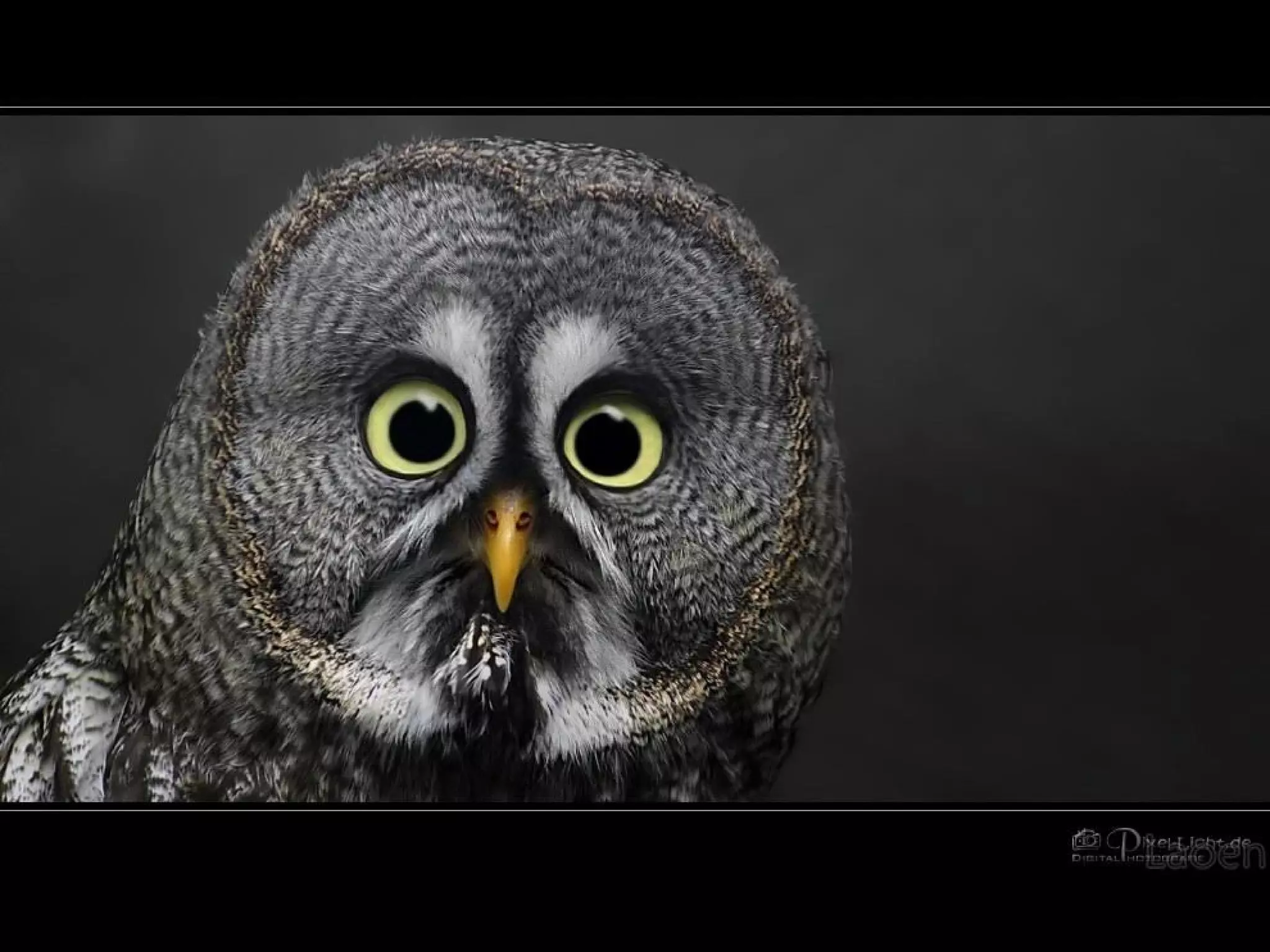 Poze De Artist Exceptionale | PPS