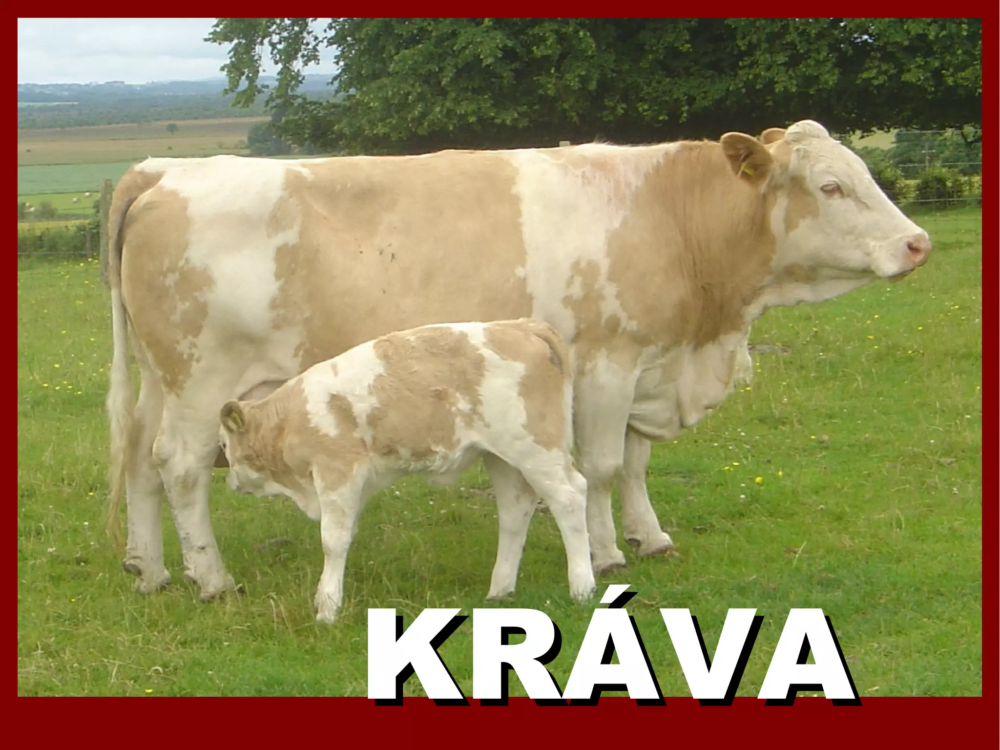 Poznavame zvirata | PPT