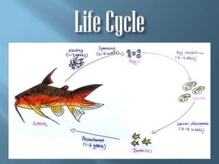 enbe power point | PPT