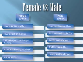 enbe power point | PPT