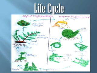 enbe power point | PPT