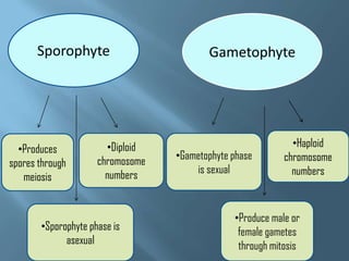 enbe power point | PPTX