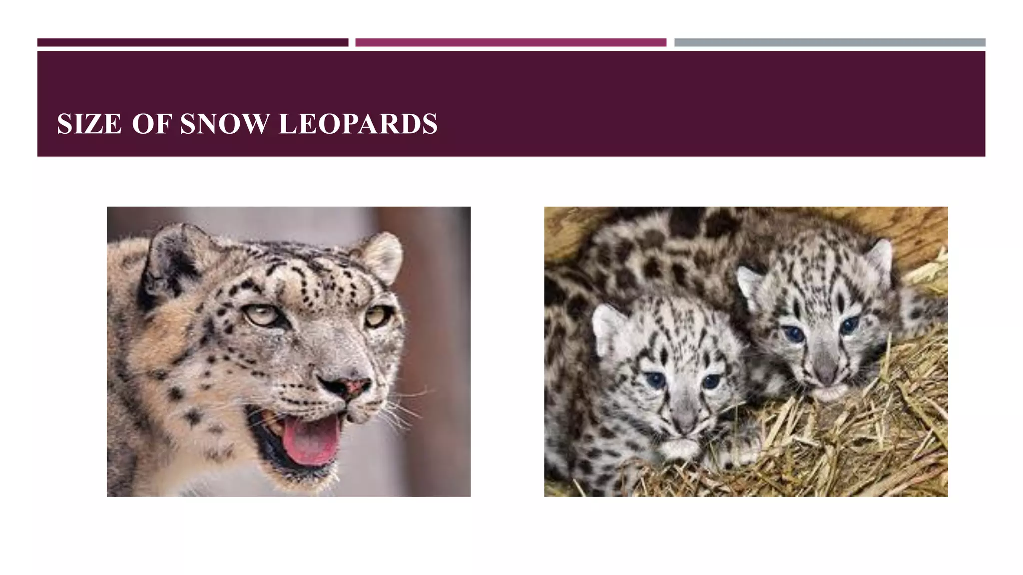 Snow Leopard | PDF