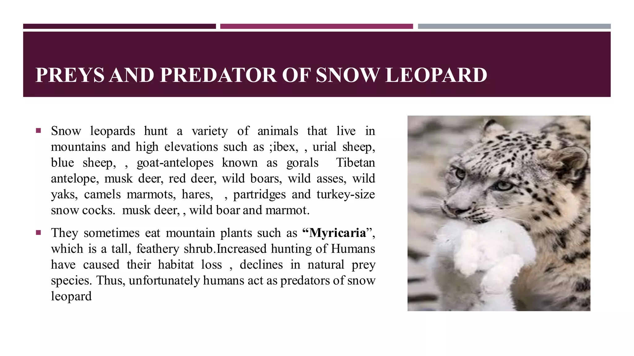 Snow Leopard | PDF
