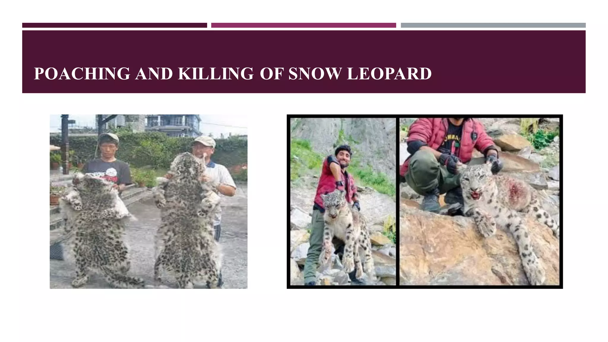 Snow Leopard | PDF