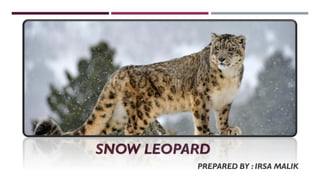 Snow Leopard | PDF