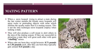 Snow Leopard | PDF