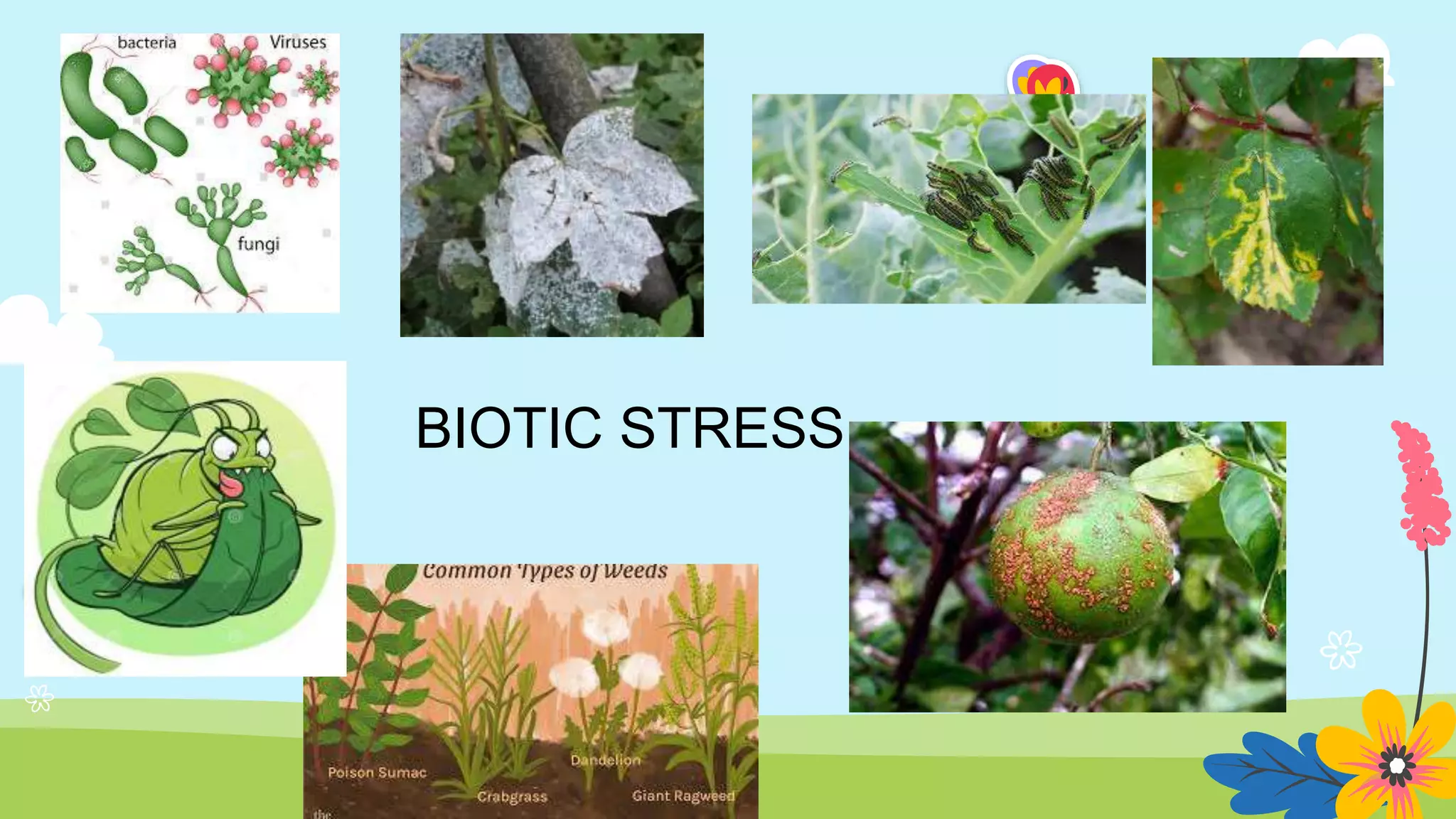 PLANT RESISTANCE TO BIOTIC | PPTX