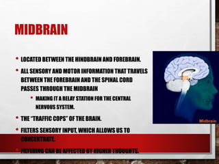 BrainspBrainspBrainspBrainspBrainspBrainspBrainsp.pptx