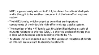 Molecular mechanism of Ion uptake, Ion transporters for Nitrate | PPTX
