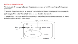 Molecular mechanism of Ion uptake, Ion transporters for Nitrate | PPTX