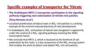 Molecular mechanism of Ion uptake, Ion transporters for Nitrate | PPTX
