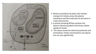 Molecular mechanism of Ion uptake, Ion transporters for Nitrate | PPTX