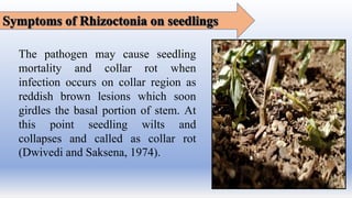 Web blight of mungbean | PPTX