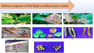 Web blight of mungbean | PPTX