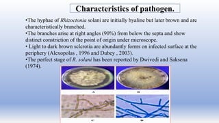 Web blight of mungbean | PPTX