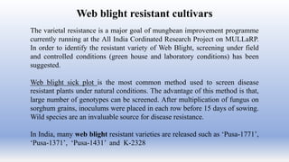 Web blight of mungbean | PPTX