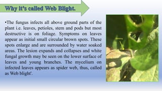 Web blight of mungbean | PPTX
