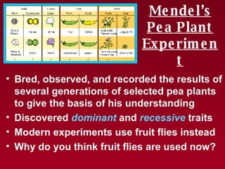 PP Lesson Plan Mendel Intro Derek H | PPT | Genetics | Science