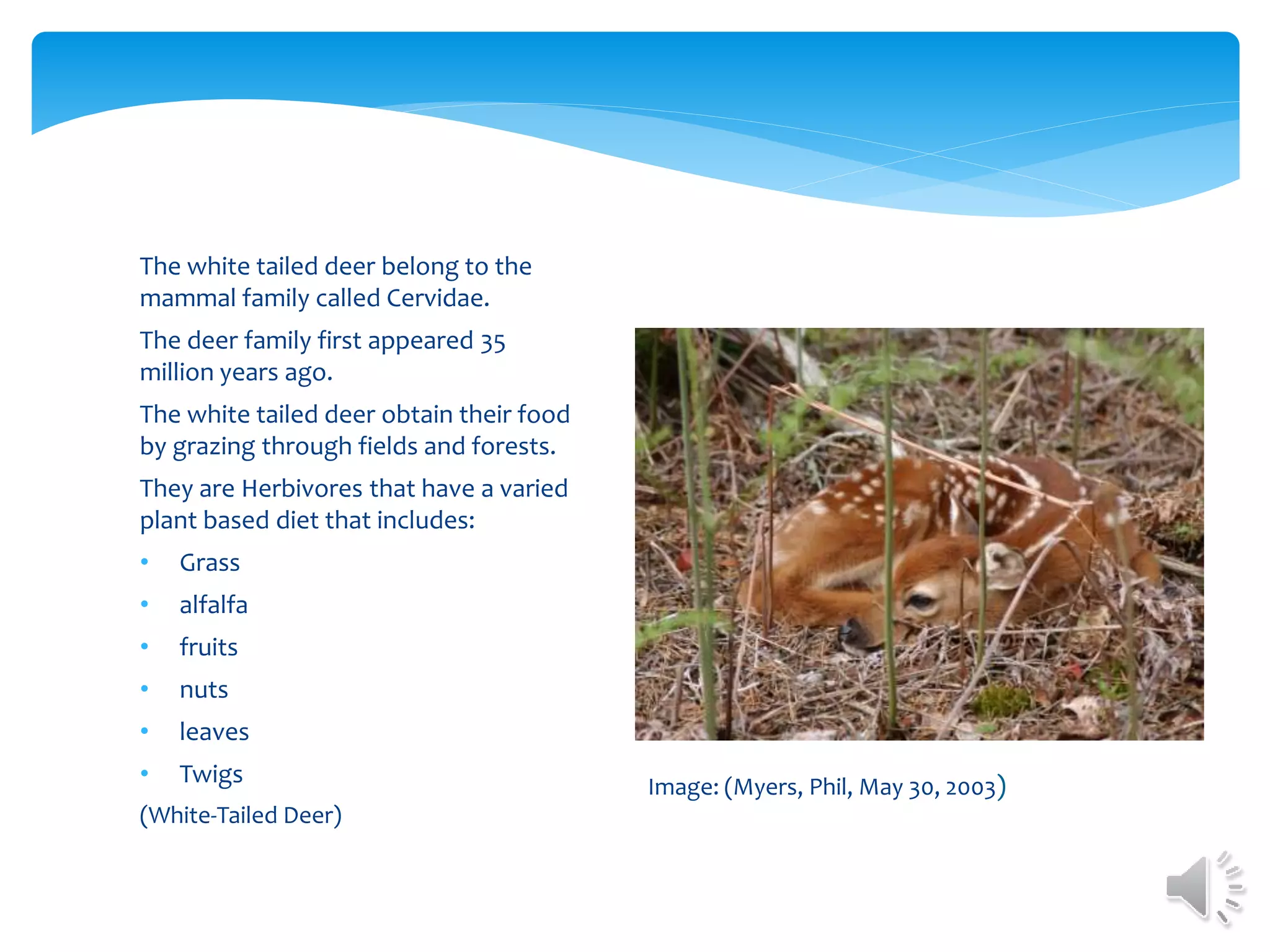 The White Tailed Deer | PPTX