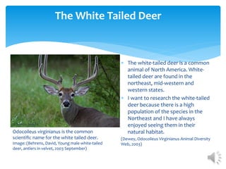 The White Tailed Deer | PPTX