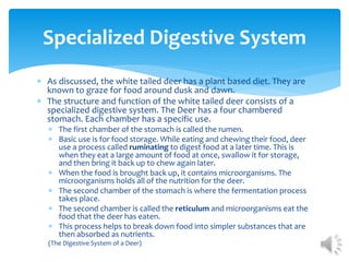 The White Tailed Deer | PPTX