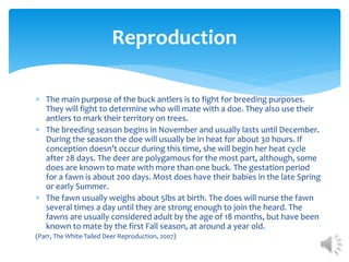 The White Tailed Deer | PPTX