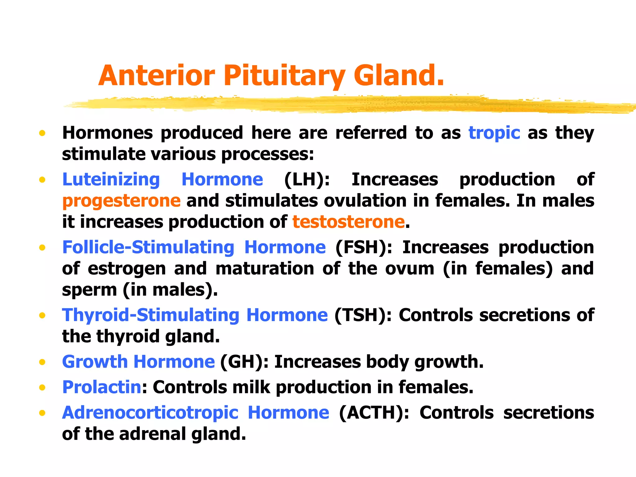 Hormones in human body , biological bases of behavior | PPT