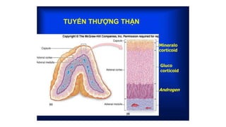 NGUYÊN TẮC SỬ DỤNG CORTICOID | PPT