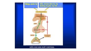 NGUYÊN TẮC SỬ DỤNG CORTICOID | PPTX