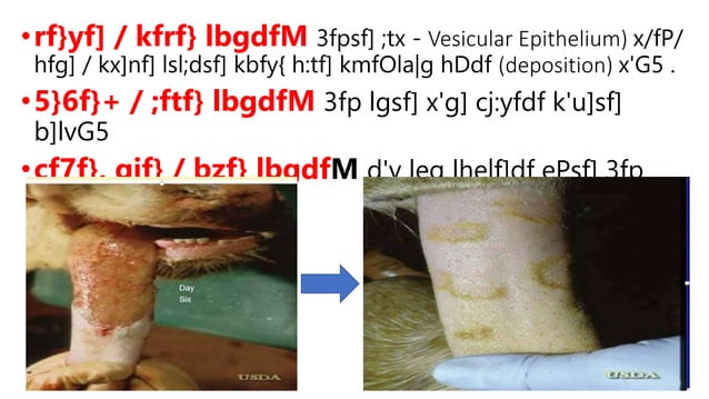 pp1.pptxmghfkfm,kghfhvhjbjhgbjumhgbvjhbj,b | PPT