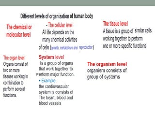 pp1-Introduction to human anatomy final.ppt