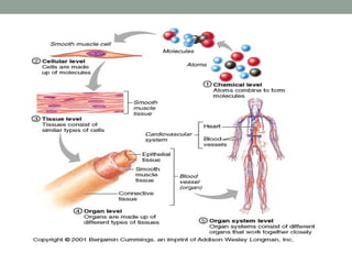 pp1-Introduction to human anatomy final.ppt