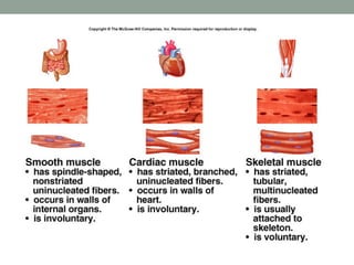 pp1-Introduction to human anatomy final.ppt
