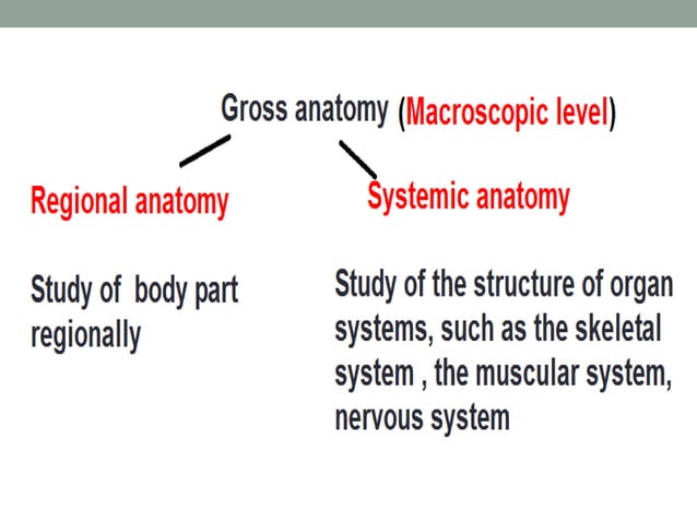 pp1-Introduction to human anatomy final.ppt