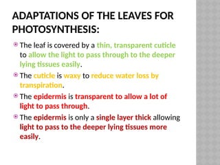 Photosynthesis:organelle-process-adaptation.pptx