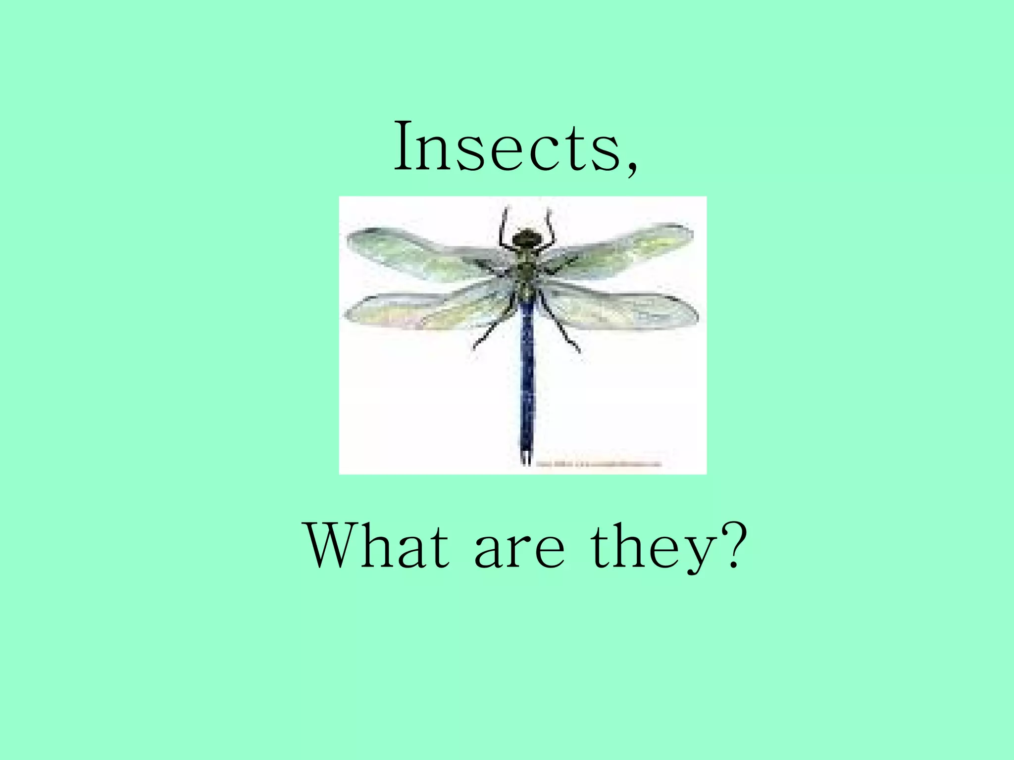 78_6yrs_Day2Pp2[1]. Insects,(6) | PPT