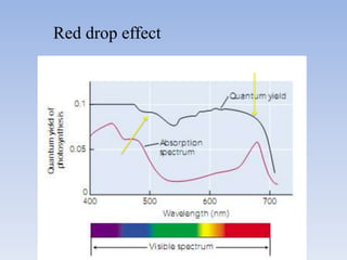 PP2S5 photosystems and structure of photosynthetic apparatus | PPT