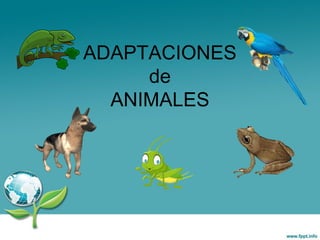 Adaptaciones animales | PPT