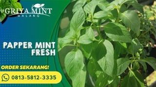 KAYA MANFAAT, WA 0813-5812-3335, Khasiat Tanaman Herbal Pappermint | PPT