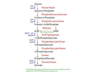 respiration in plants | PPTX