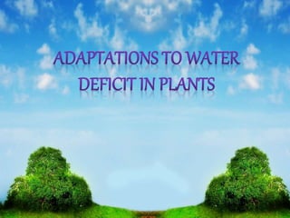 adaptations to water deficit in plants | PPTX